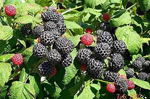 Rubus Occidentalis Rubus Occidentalis (Black Raspberry) FSUS