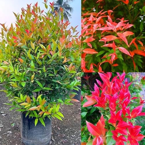 Syzygium Campanulatum live strong Christina Tree Lilly Pilly shrub ...