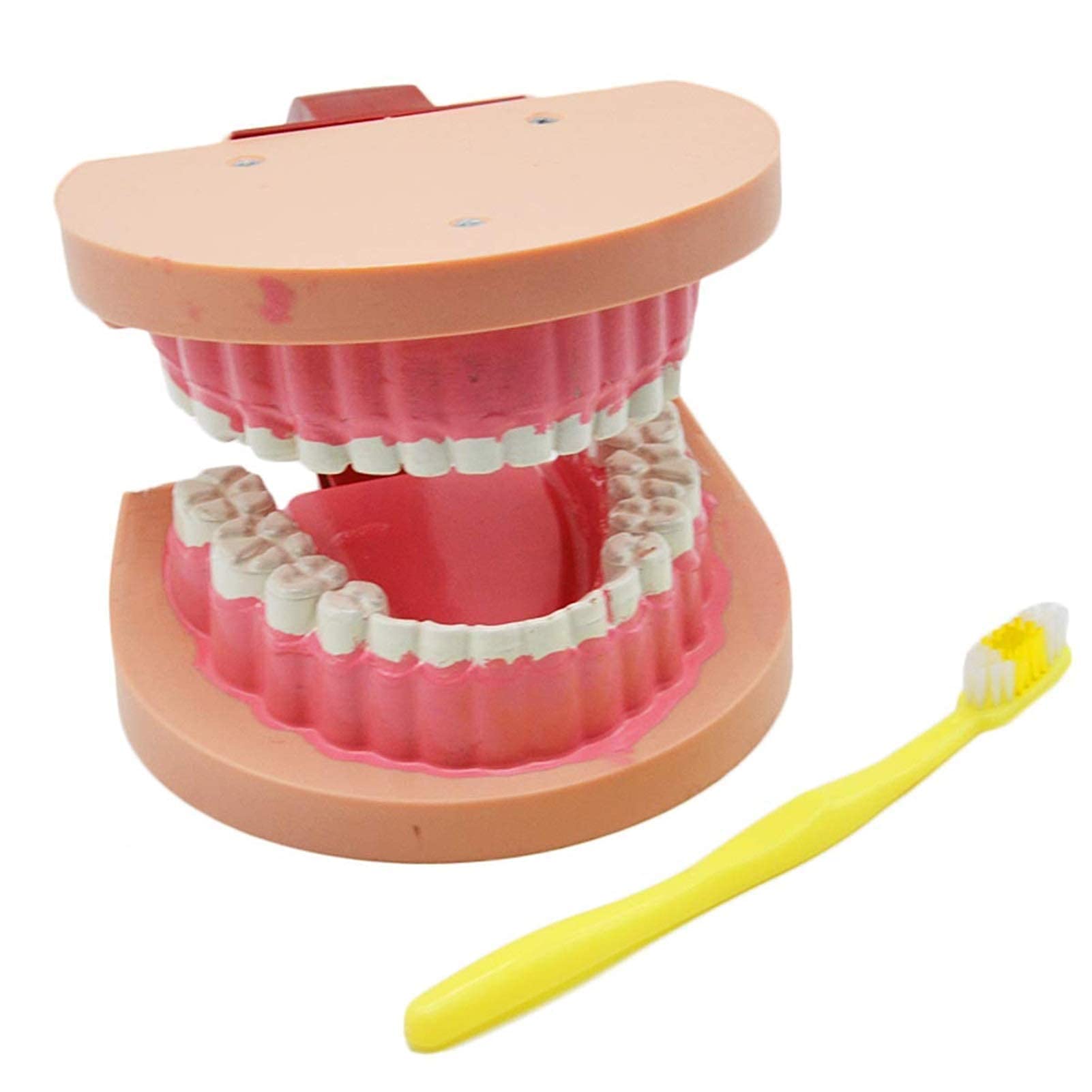 Wyrssstudy Model Dental Teeth Model Brushing Flossing Practice Teeth ...