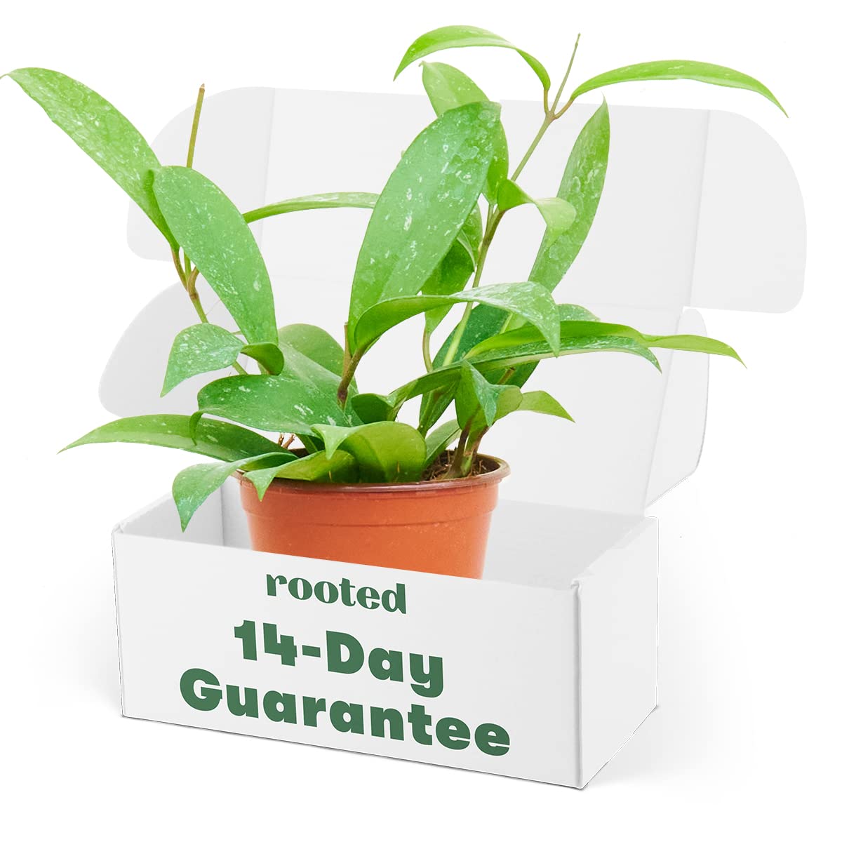 Amazon.com : Hoya 'Silver Splash' - Hoya pubicalyx | Live, Easy ...
