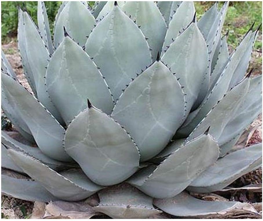 Agave parryi subsp. parryi - Parrys Agave - Mescal Agave - 10 graines ...