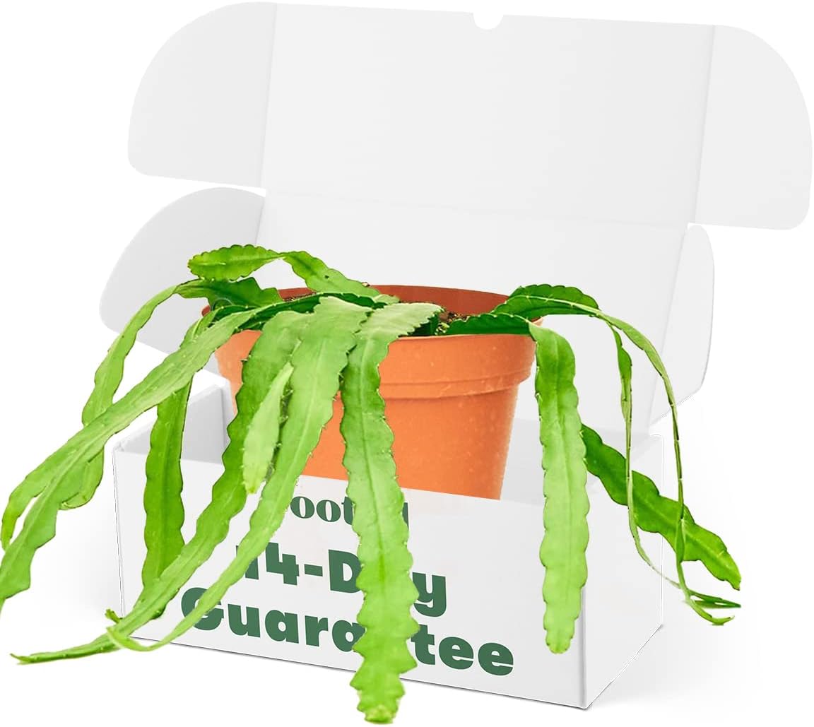 Amazon.com : RIC Rac Cactus - Epiphyllum anguliger | Live, Easy to Grow ...