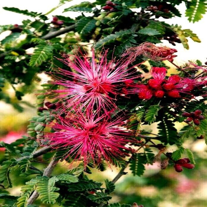 Amazon.com : 10 Seeds Pink Fairy Duster Tree | Calliandra eriophylla ...