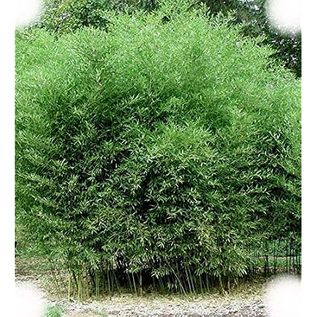 Amazon.com : Phyllostachys Bissetti/David Bisset Bamboo-Very Cold Hardy ...