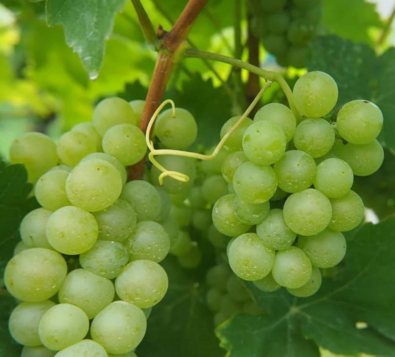 Amazon.com : 50+ Grape Seeds for Planting : Patio, Lawn & Garden