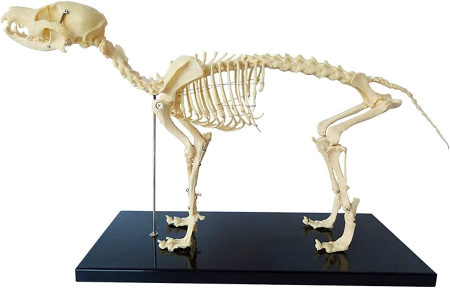 Amazon.com: Torso and Skeleton Models Anatomical, Dog Skeleton Specimen ...