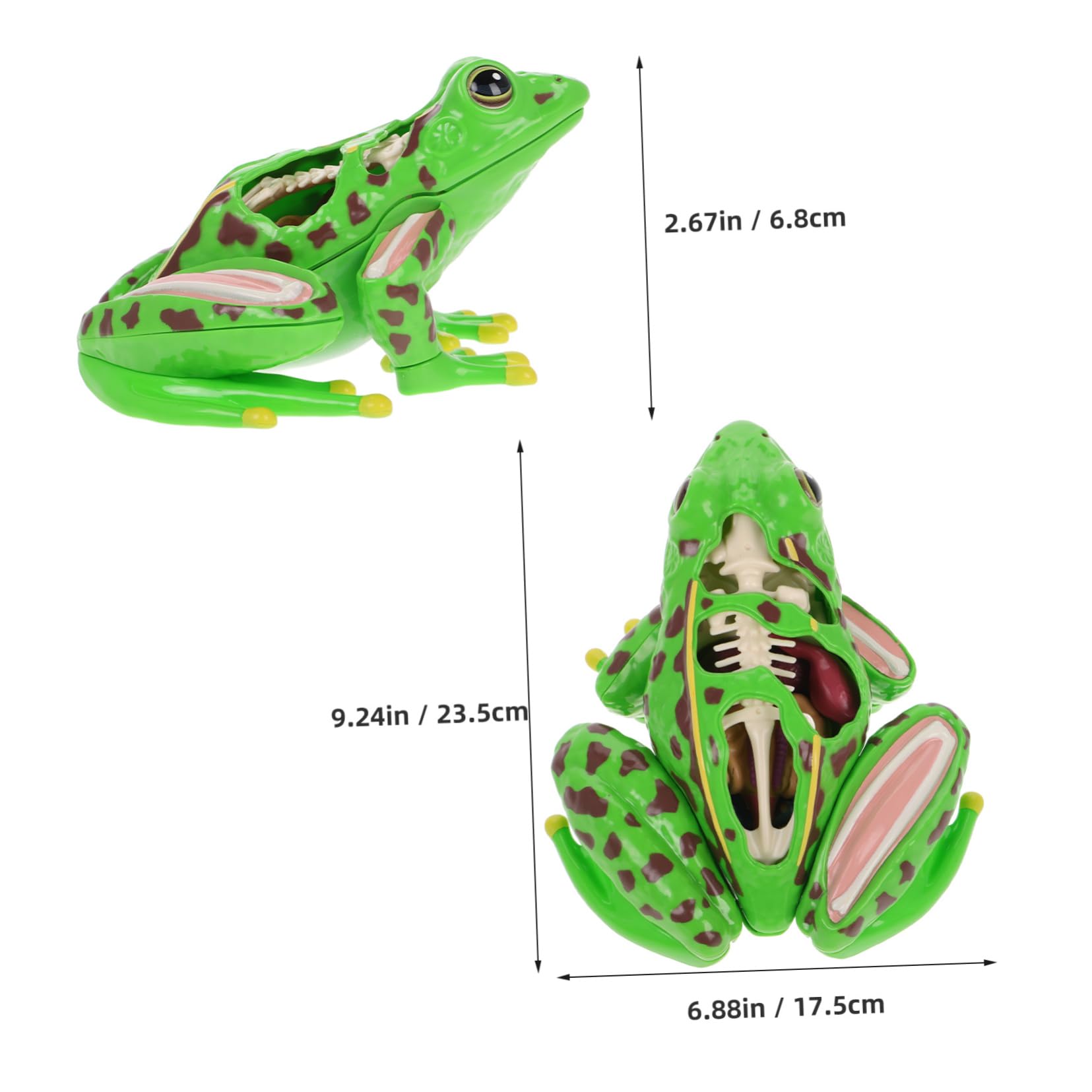 Anatomía De Una Rana Disecada Disección De Kind Frog: Guía Para El