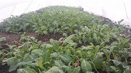 Amazon.com : Gardener's Supply Company Hi-Rise Super Hoops, Set of 6 ...