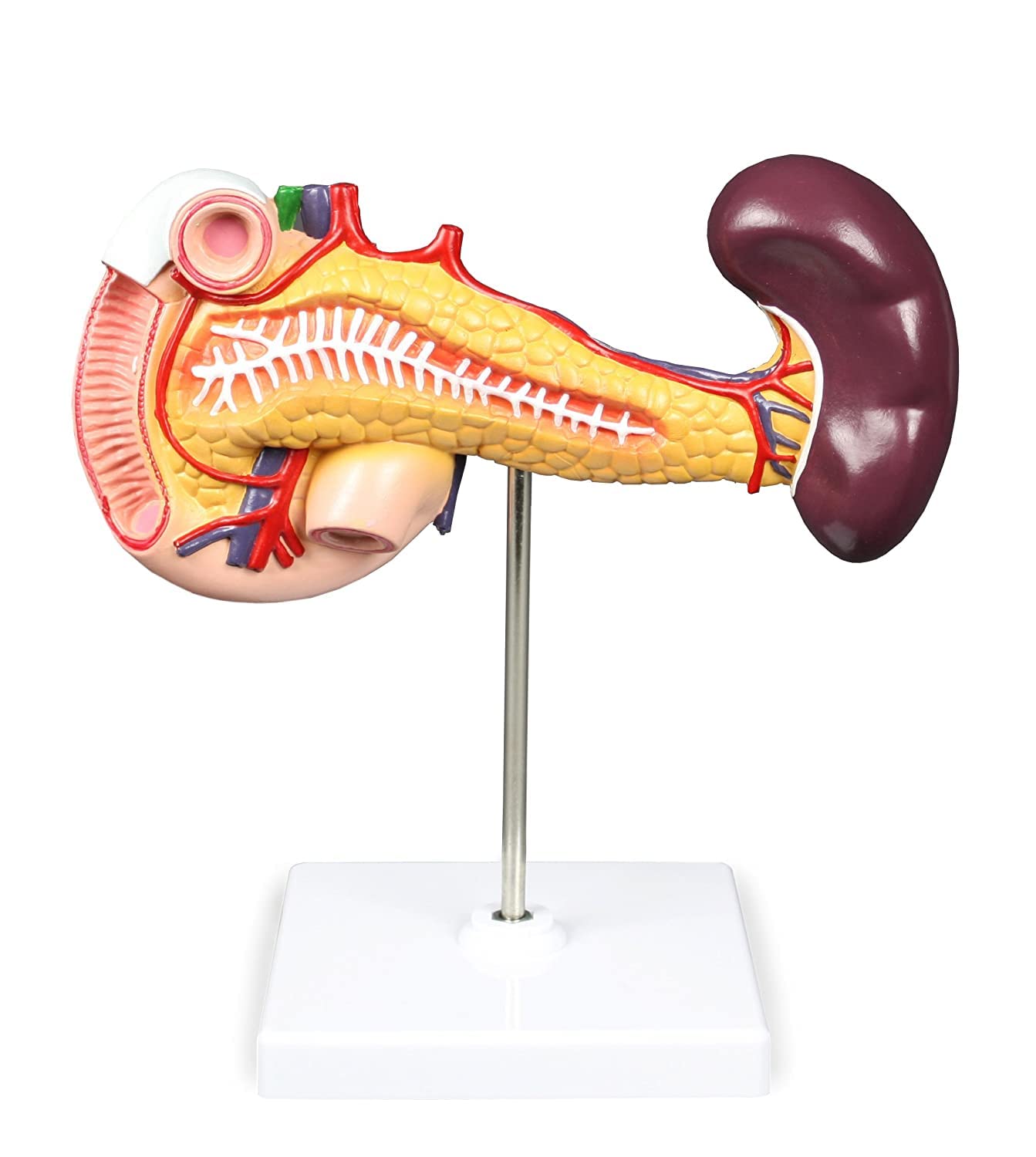 Fbite Anatomical Model 2 Part Stomach Model Pancreas Duodenum Spleen ...