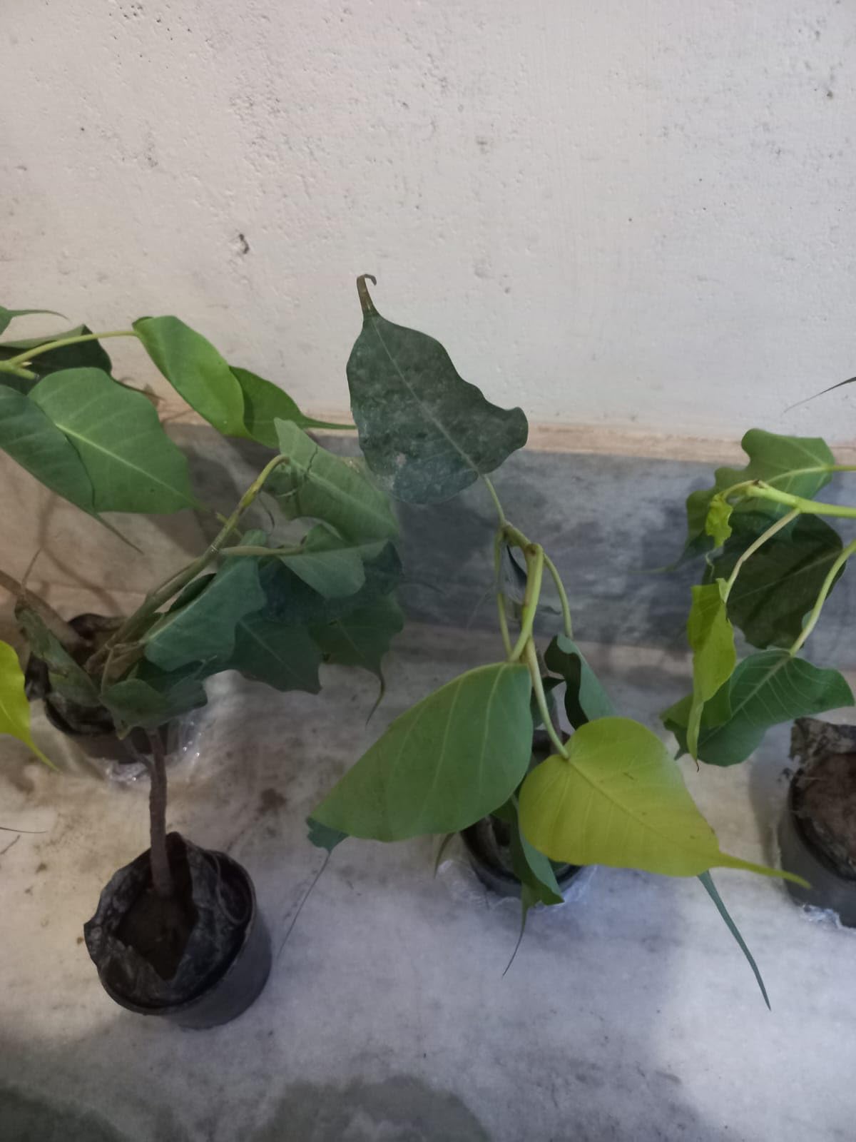 Peepal Tree of India Live Plant