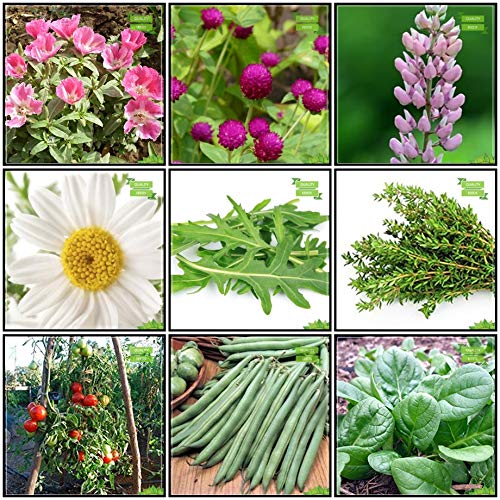 Creative Farmer Garden Flower Seeds All Season Combo Herb Seeds ...