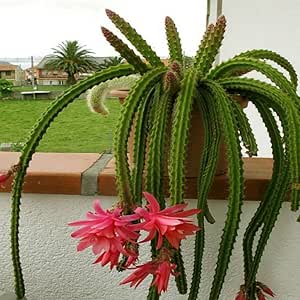 Amazon.com : Rat Tail Cactus Plant : Patio, Lawn & Garden