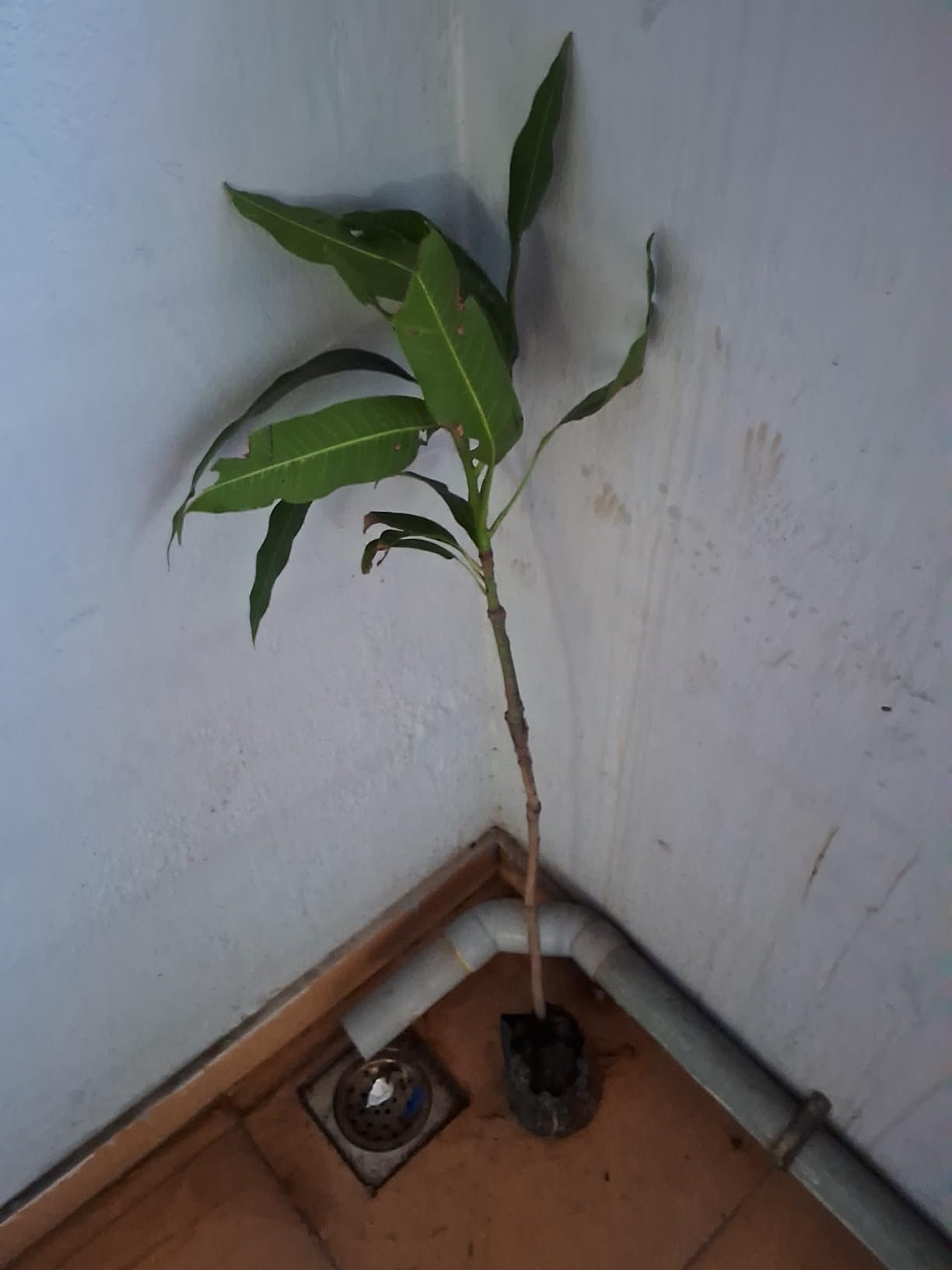 Native Earth Nursery Rare Carabao Mango Grafted 2 feet Height ...