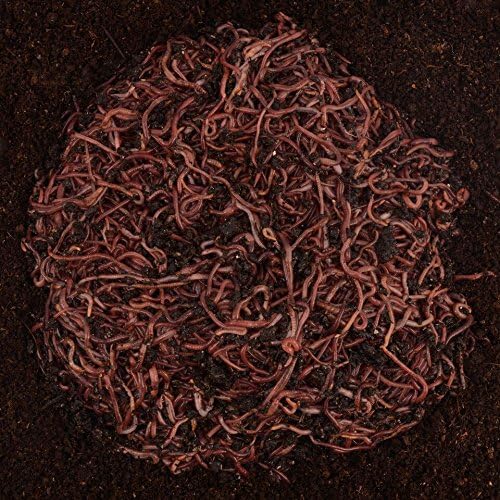 Uncle Jims Worm Farm Incluye 2000 gusanos wiggler rojos vivos – Yaxa ...