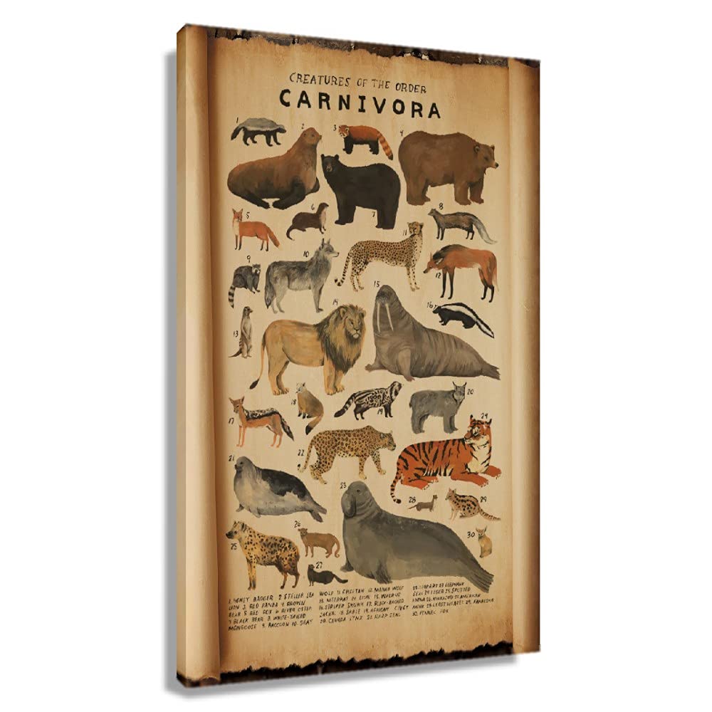 Carnivora Order