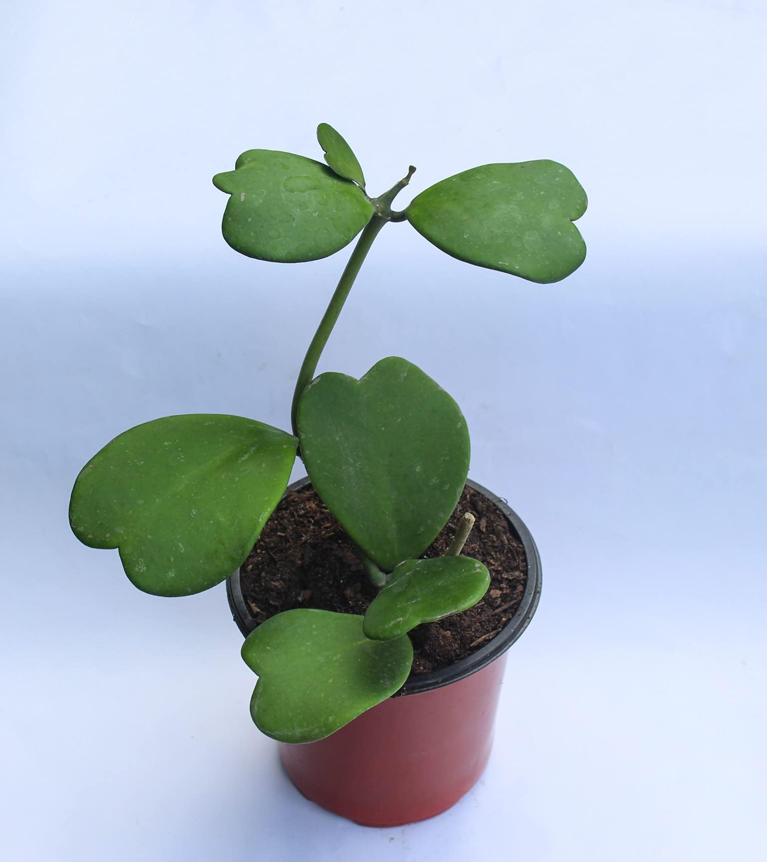 Plantsworld Hoya kerrii Green Heart Shape Succulent Live Plant : Amazon ...
