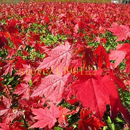 Sellify 20 pcs American red Maple Seeds Tree Seeds Maple for Home ...