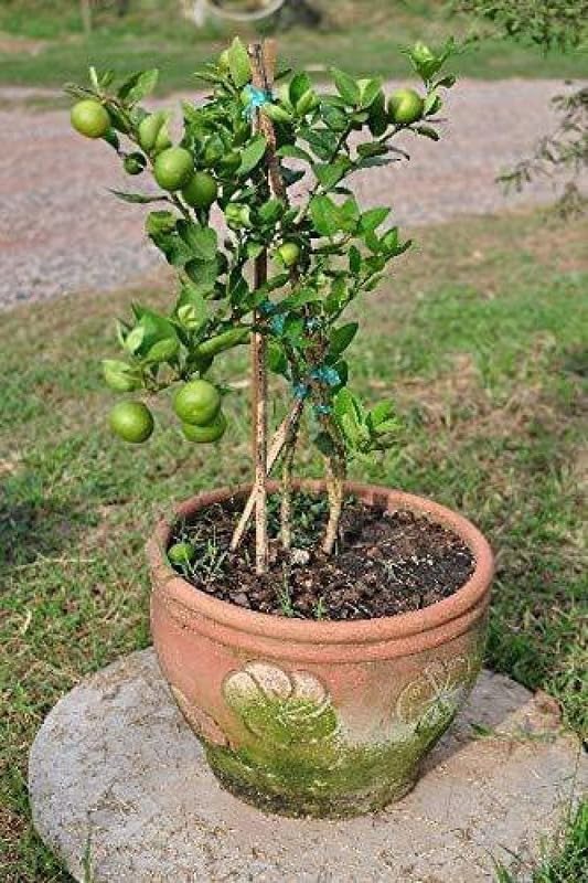 Big lemon tree live plant pack of 2 healthy big sapling : Amazon.in ...