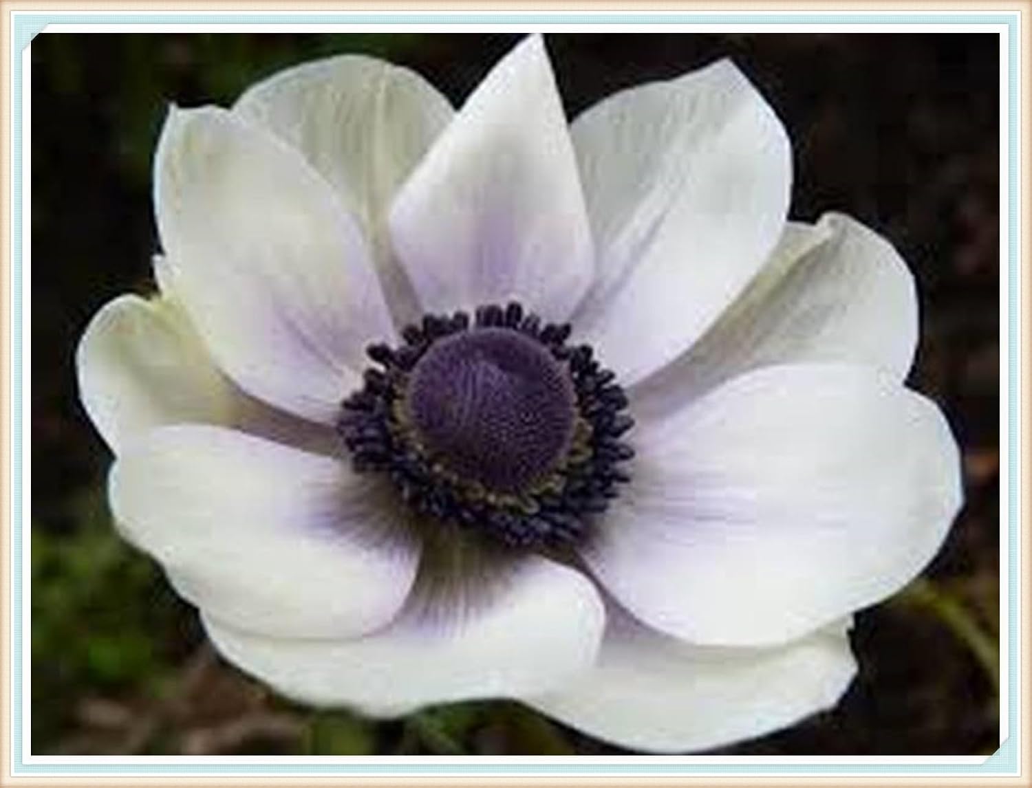 Amazon.com : Anemone for Planting - Tubers Fall or Spring Simple to ...