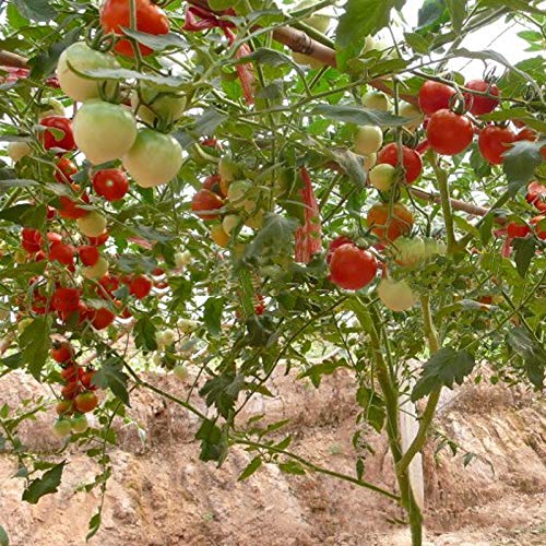 Buy nulala Italian Tree Tomato Seeds, 20pcs Tomato TreeSeeds, Potted ...