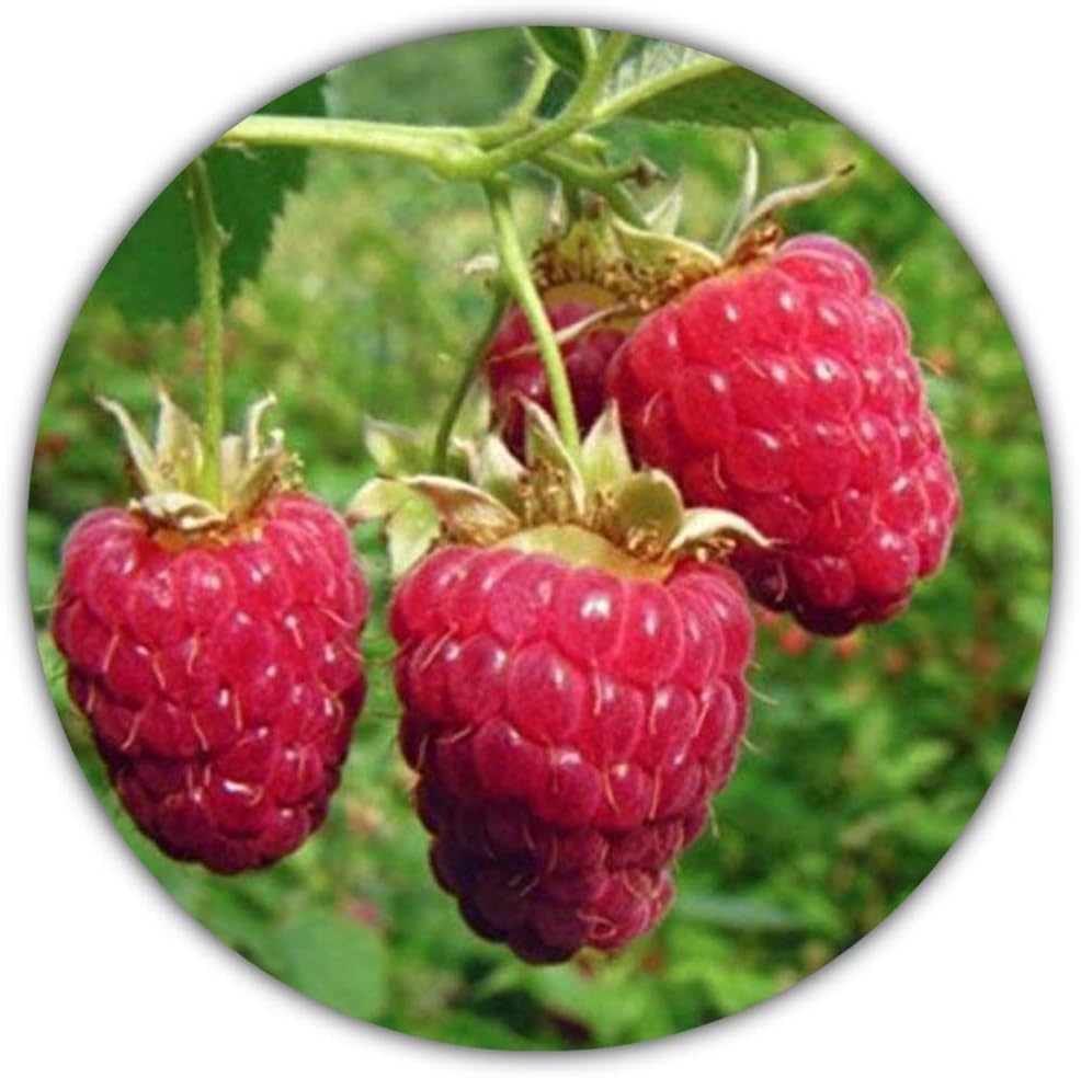 Framboise géante - 50 graines - Rubus idaeus - Pour plantes vivaces ...