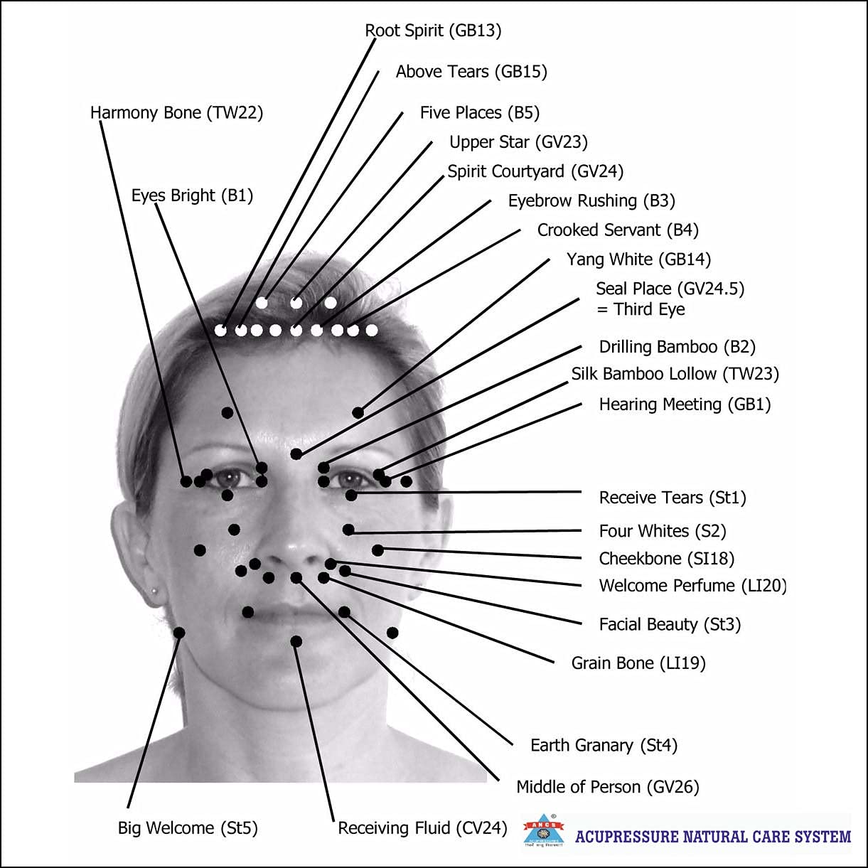 Face Acupuncture Point Diagram