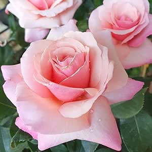 Amazon.com : Lady Rose Bush Live Plant, Fragrant Rose Plant Live for ...
