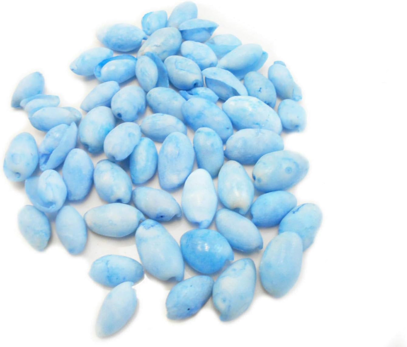Amazon.com: 200 Blue Bullet (Bubble) Shells Seashells 3/4" - 1" Beach ...