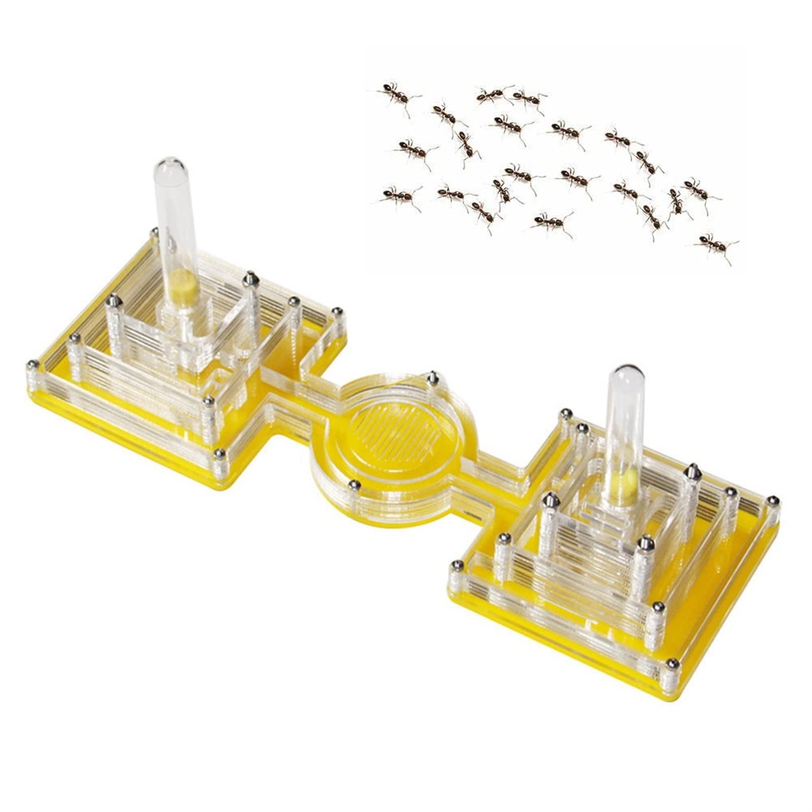 Buy Acrylic Transparent Ant Tower Ecosystem Small Ant Farm With ...