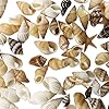 Amazon.com: Yexpress 186 pcs Mini Tiny Sea Shells Mixed Ocean Beach ...