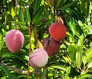 Green Woodland Haden Mango Plant-Grafted Variant Fruit Plant : Amazon ...