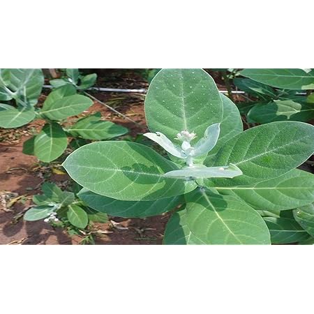 Plants Point Bhajanlal Greenery Safed Aak Live Plant : Amazon.in ...