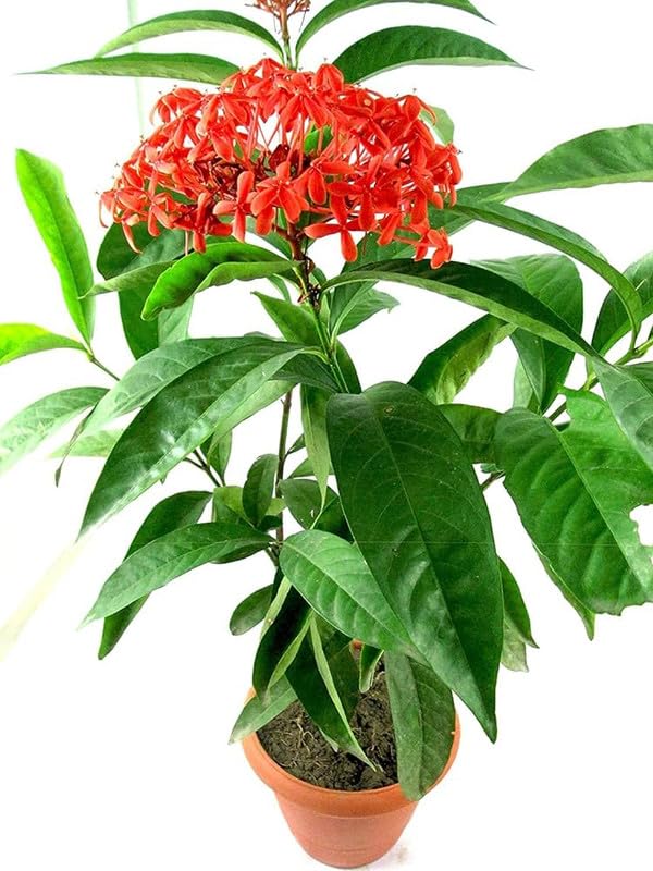 Organic Rongon flower plant Pack of 1 : Amazon.in: Garden & Outdoors