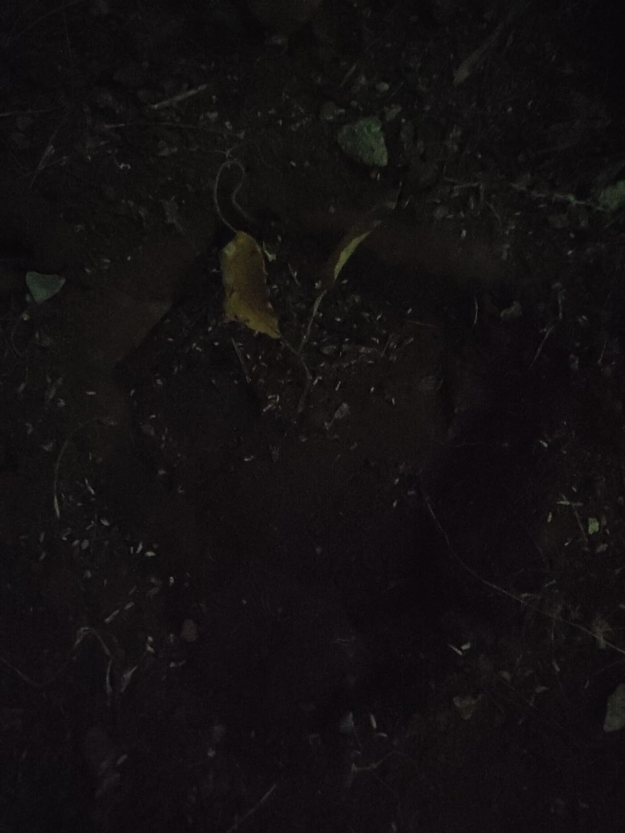 Plantzoin Marking nut Bhilawan Semecarpus anacardium Balia Live Plant ...