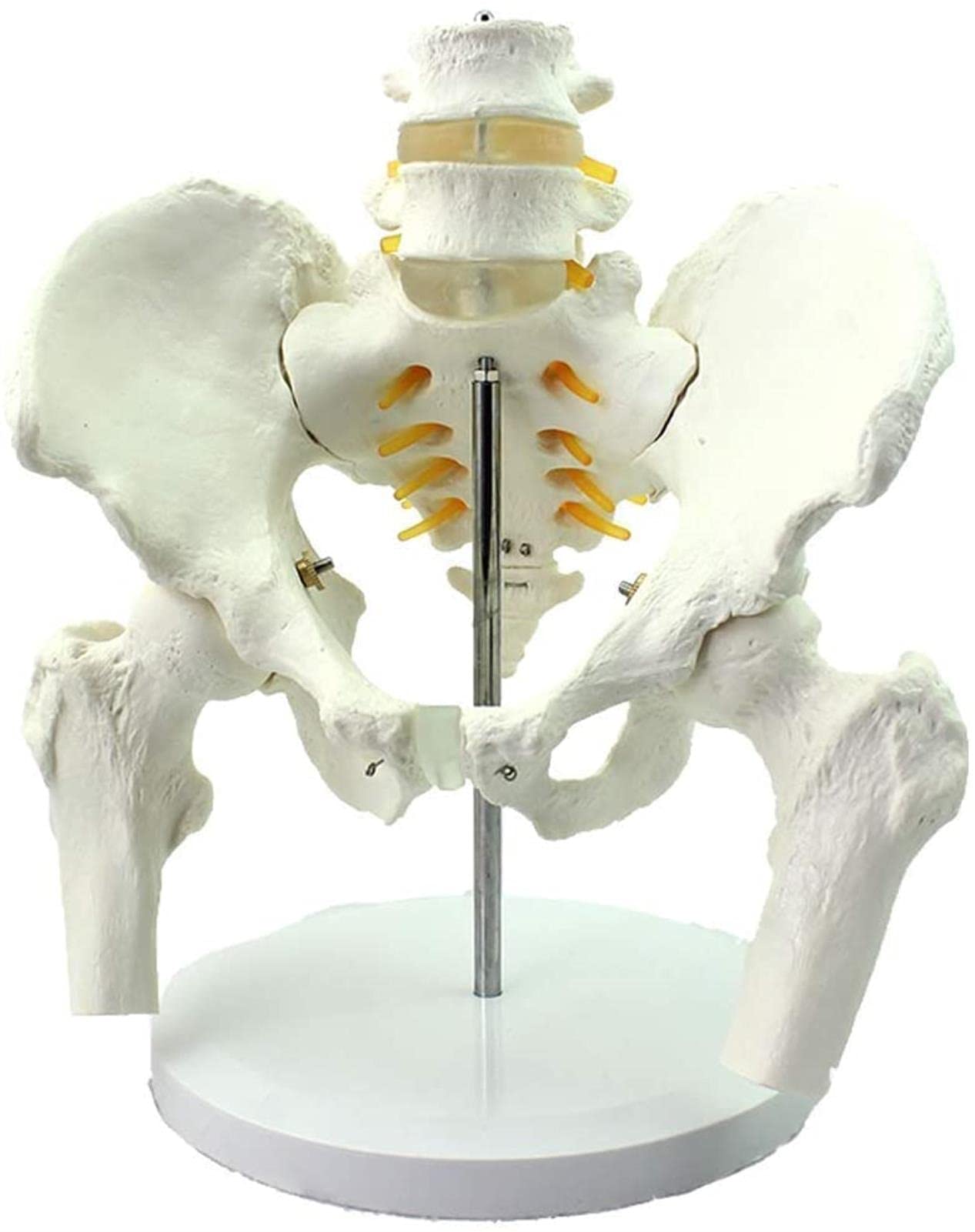 Educational Model Pelvis With Lumbar Model Human Pelvis Anatomical ...
