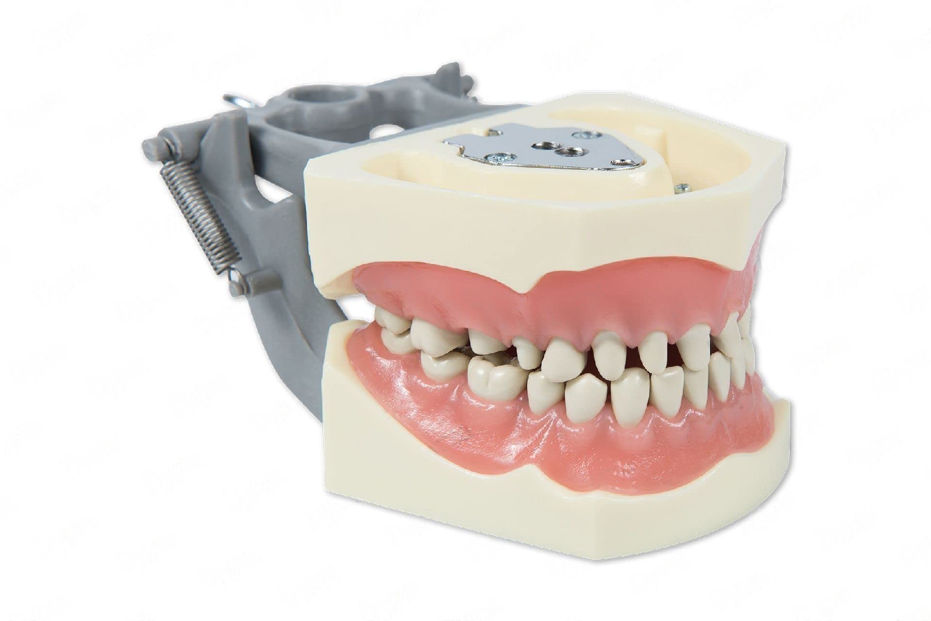 Amazon.com: Dental Typodont Model 860 Prep (Crowns and Occlusal ...