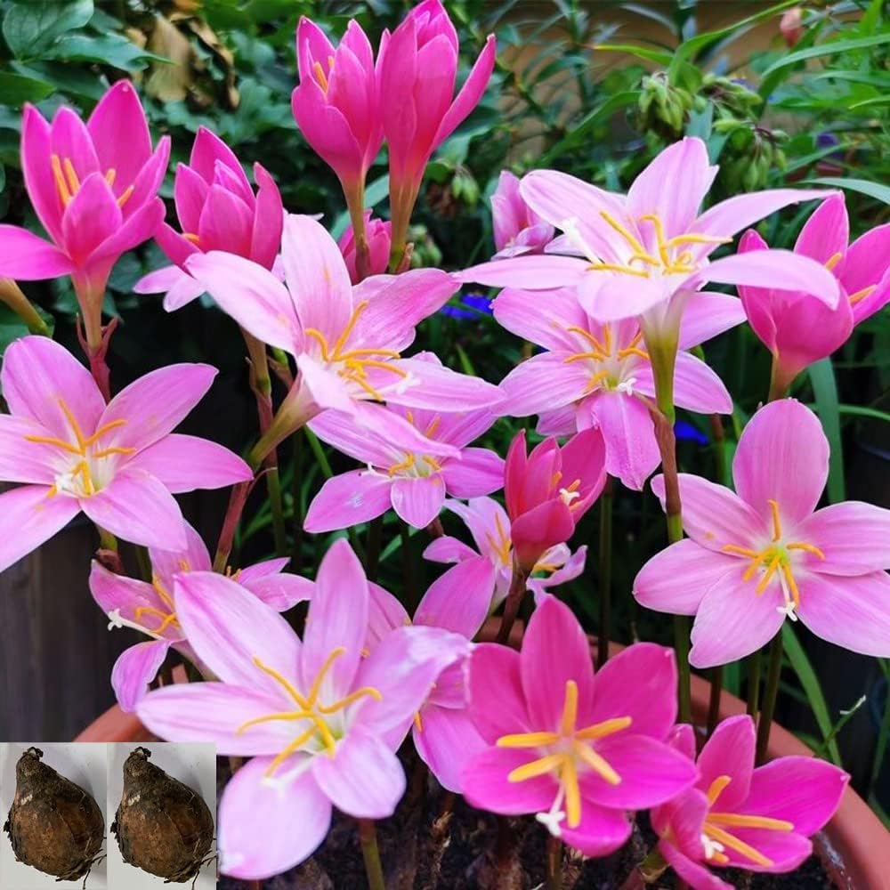 Amazon.com : 2pcs Zephyranthes 'Pink Lady' Red snowdrops Bulbs for ...
