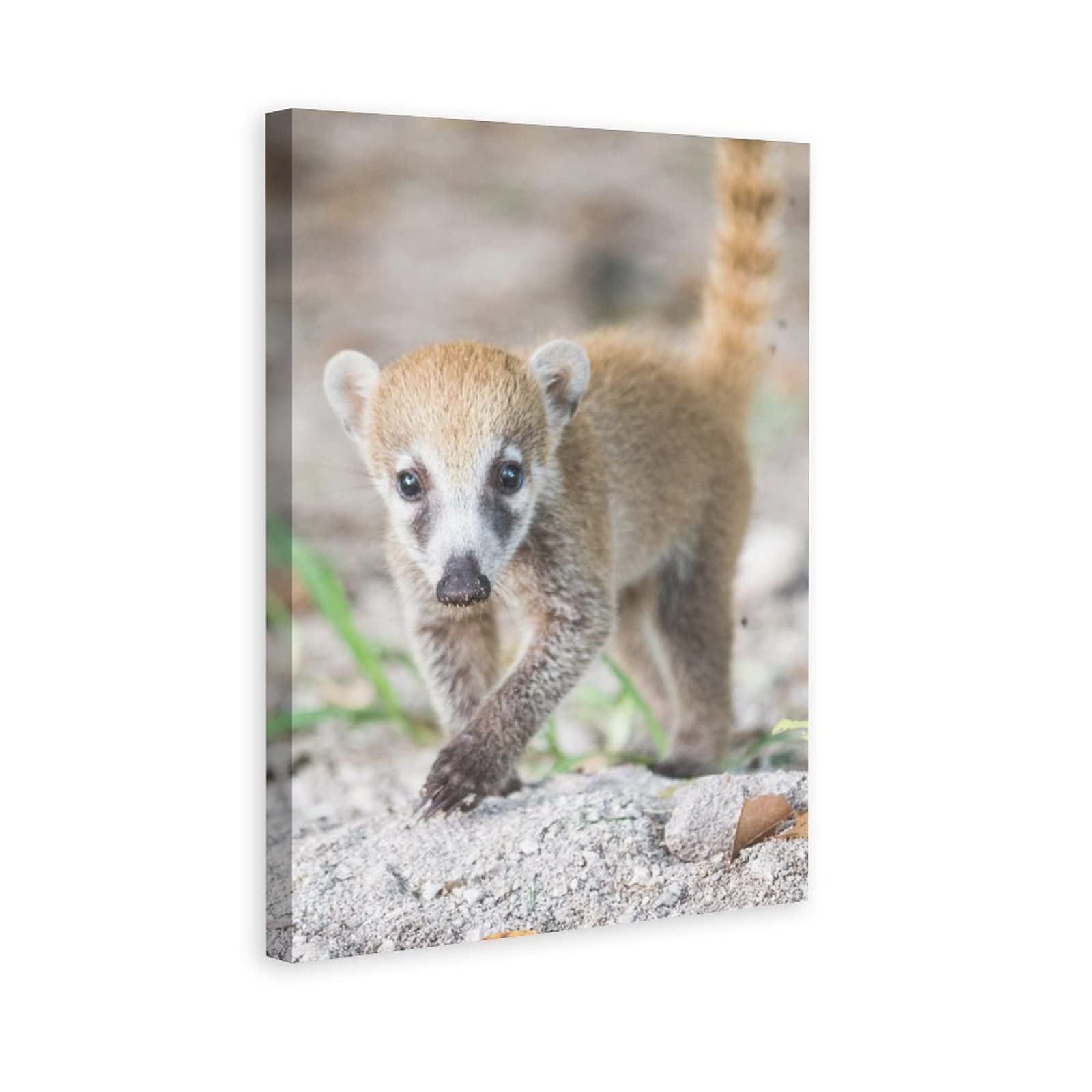 Baby Coatimundi