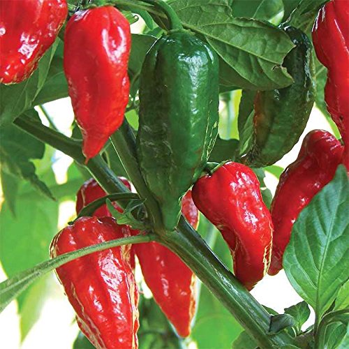 Generic BHOOT JALOKIA GHOST PEPPER SEEDS (AVG 10-20) SEEDS X 3 PACKET ...