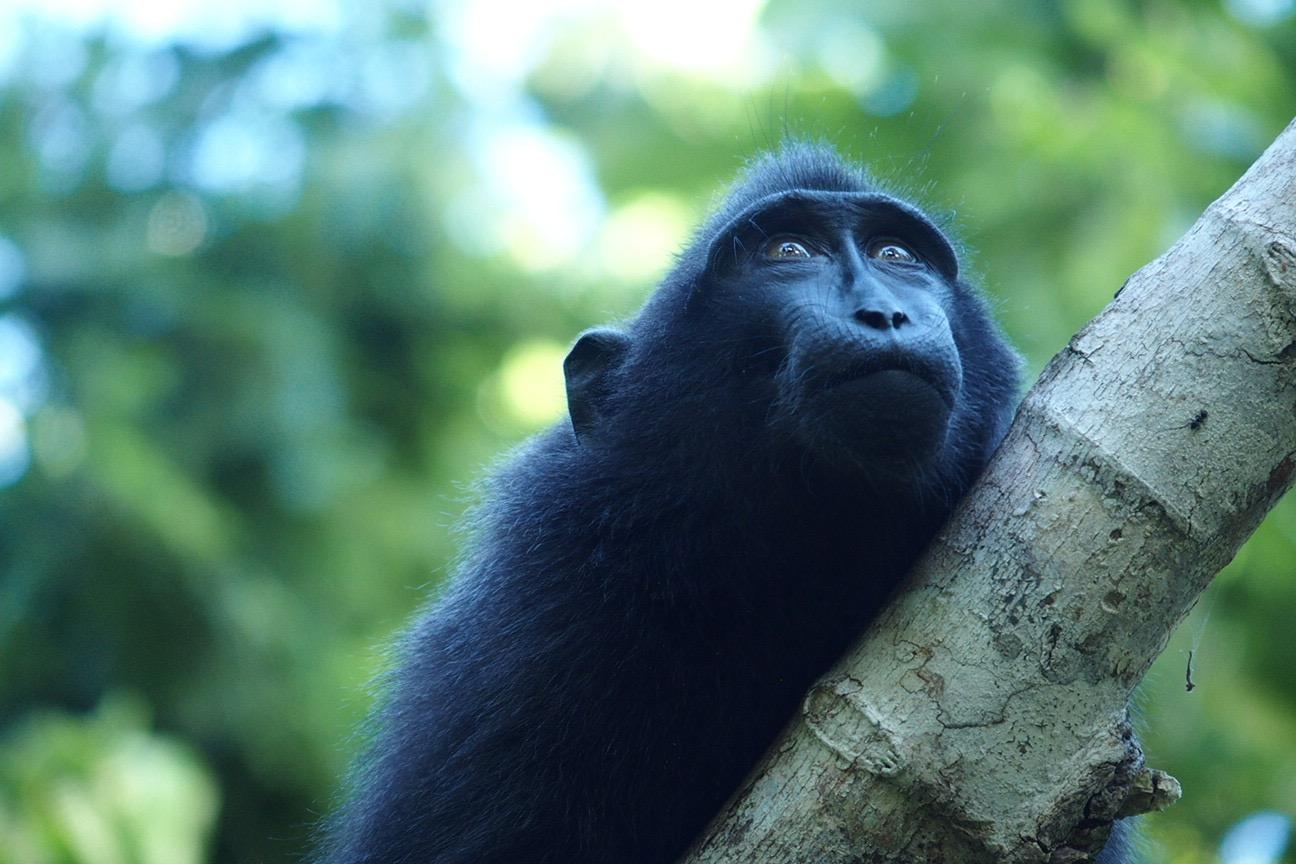 Amazon.com: Nature: The Funkiest Monkeys : Colin Stafford-Johnson ...