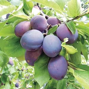 Amazon.com : Dark Blue Color Plum Tree Live Plant, 1 to 2 Ft in Tall ...
