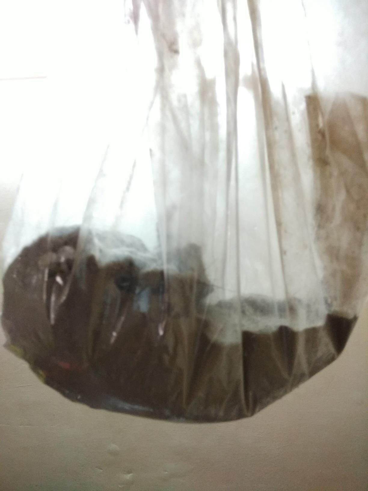 Kent Cyclonic KC-T 3520 1200-Watt Vacuum Cleaner (Blue) : Amazon.in ...