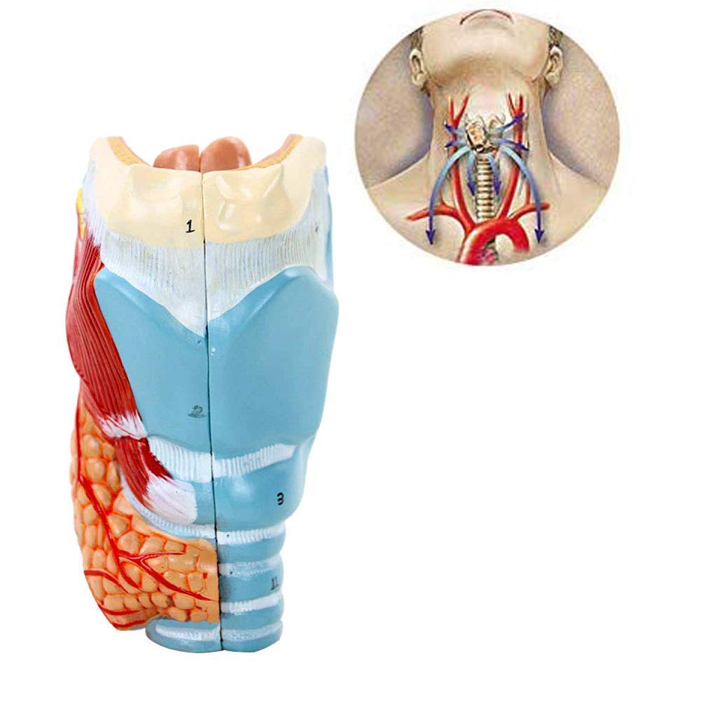 Medical Human Laryngeal Model Of Laryngeal Musclesteaching Simulation ...