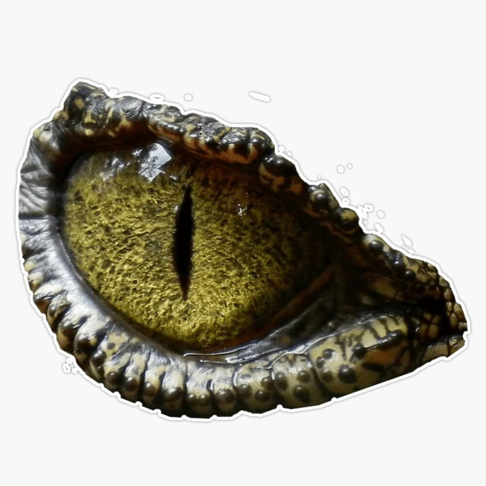 Amazon.com: Dinosaur Eye Sticker Decal Size 5" : Toys & Games