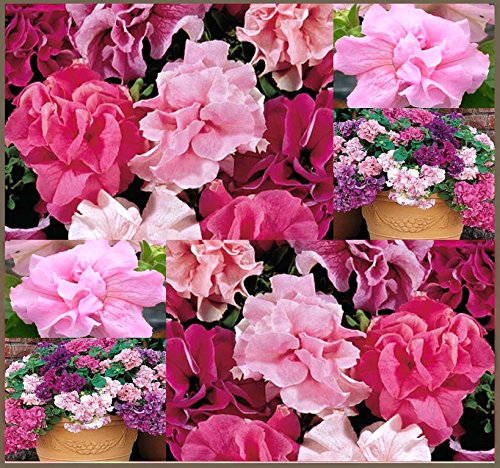 Buy 100 x Double Cascade Mix Carnation of Petunias - PETUNIA SEED ...