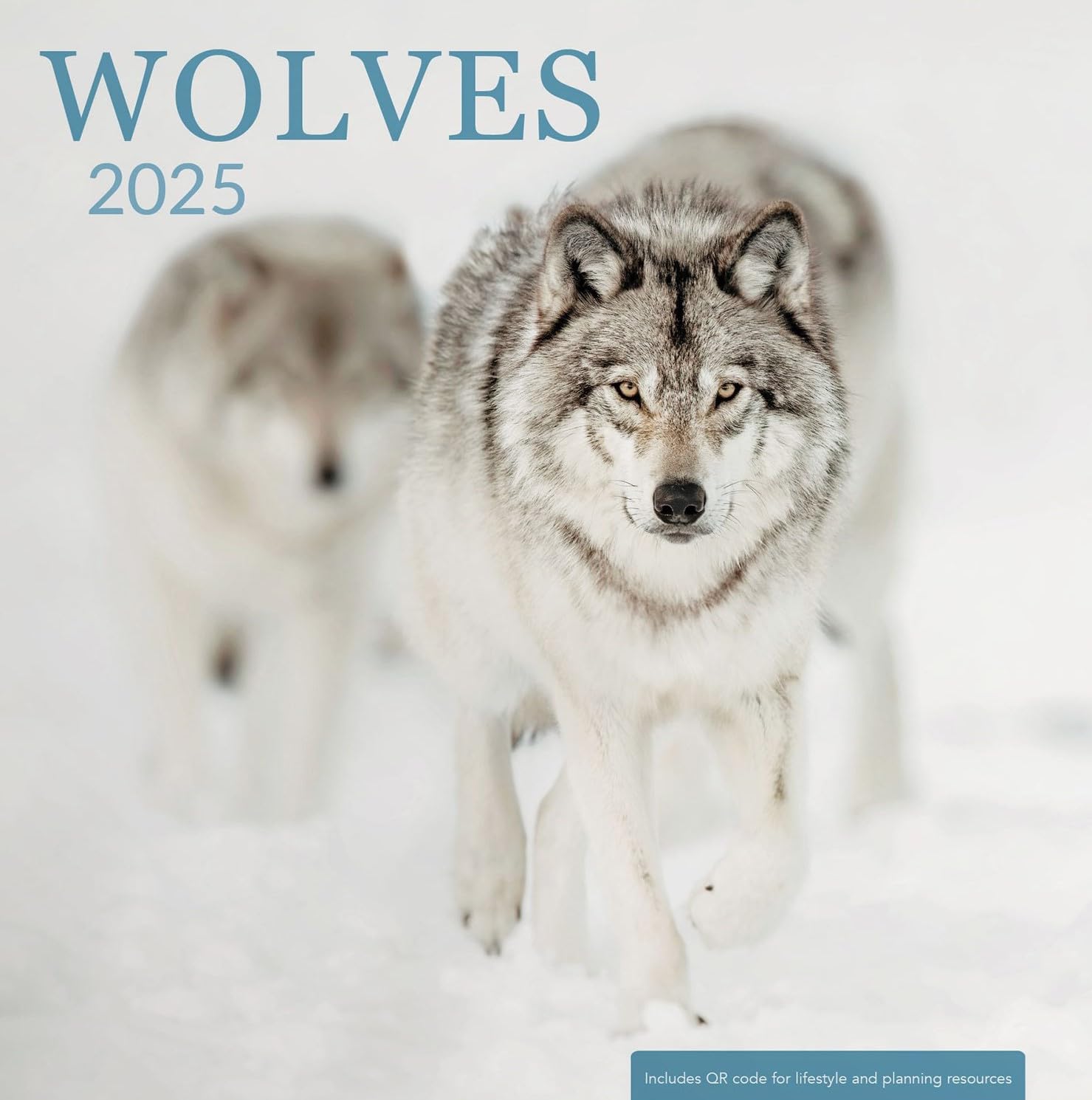 Wolves 2025 Wall Calendar: DaySpring: 9798886026320: Amazon.com: Books