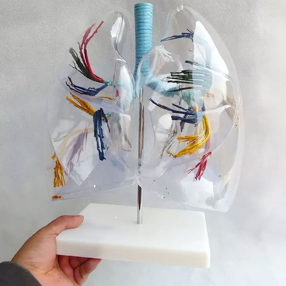 Transparent Lung Segment Model Human Lung Anatomical Model Bronchial ...