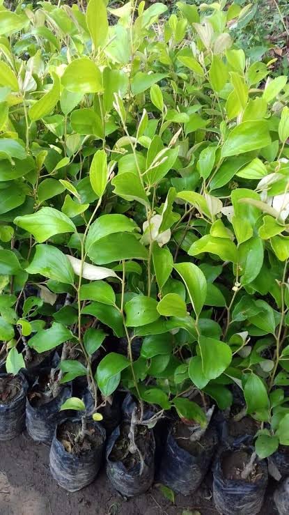 SISA GARDEN Live All Season Hybrid Dwarf Fruit plant (Ber apple plant ...