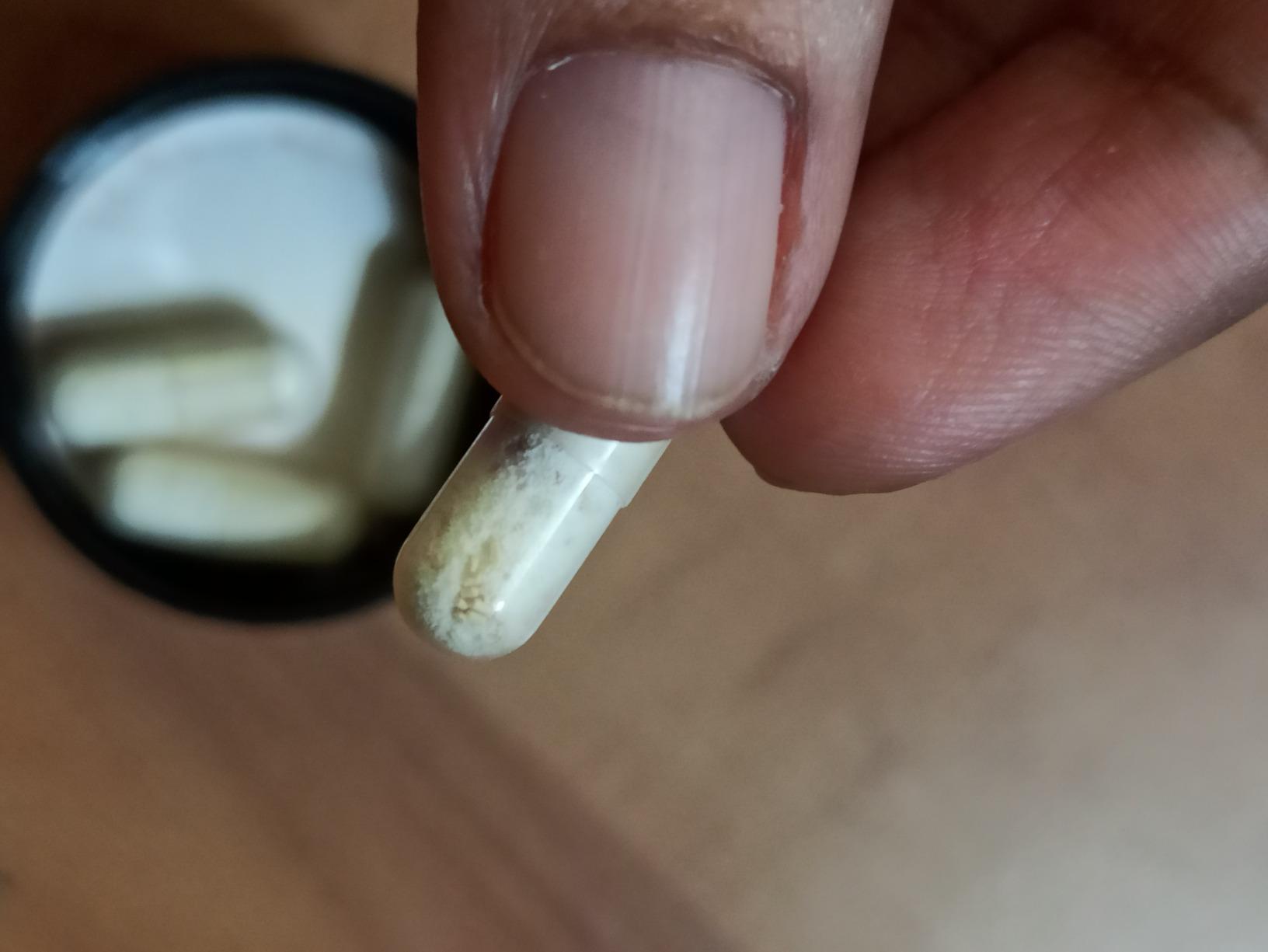 The Blessing Tree Probiotics with Prebiotics. 20 Billion CFUs, 16 ...