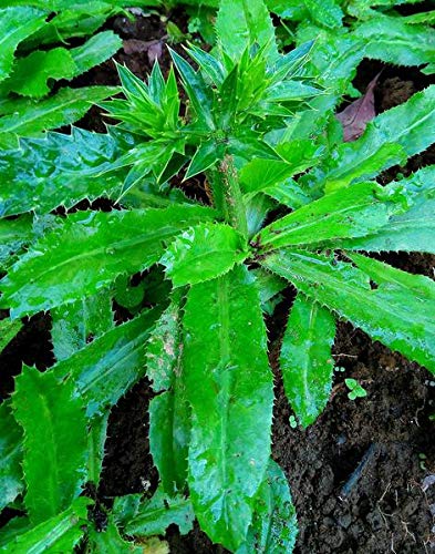 ROYAL LAND Eryngium Foetidum African Malli, Malli Cheera Fitweed Long ...